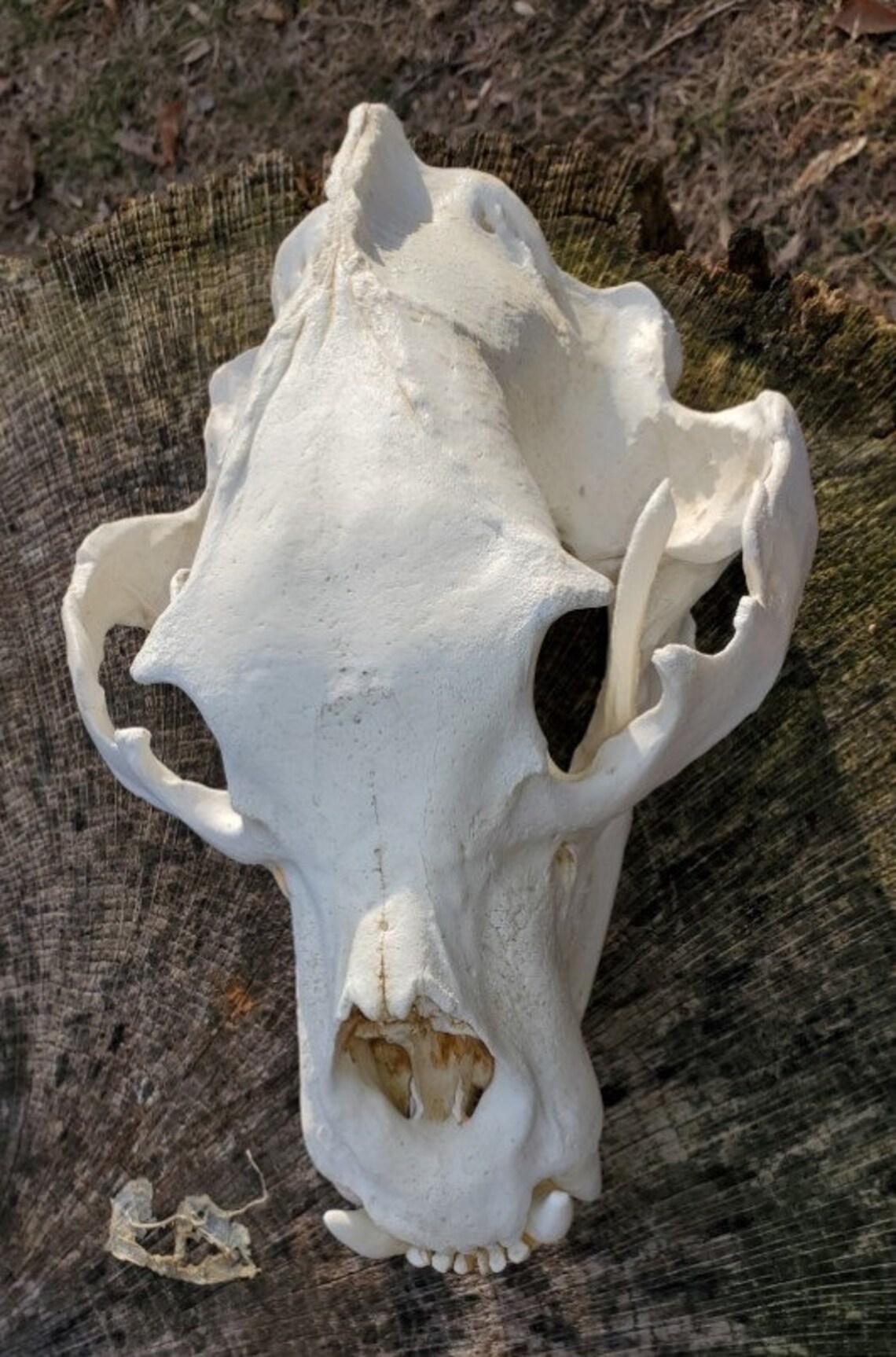 Huge North American Black Bear Replica Skull Cast - Etsy