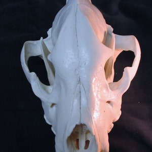 Huge Spotted Hyena Skull Replica - Etsy