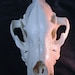 Huge Spotted Hyena Skull Replica - Etsy