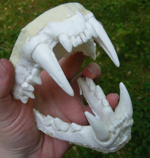 Large Leopard Jaws Teeth Replica - Etsy