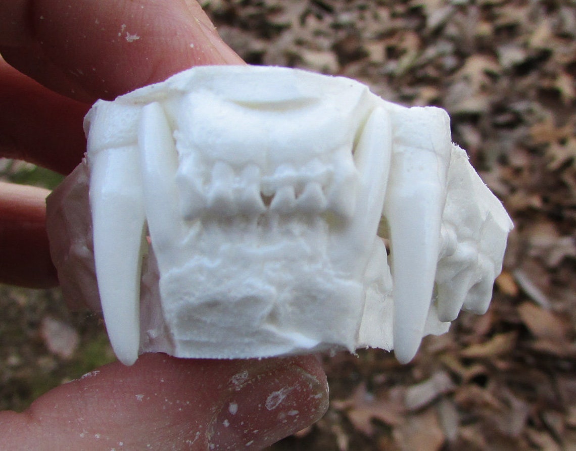 Caracal African Lynx Replica Jaws Teeth - Etsy