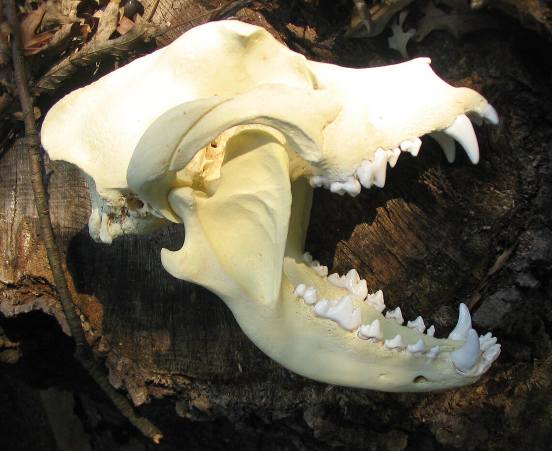 Bull Mastiff Dog Skull Replica Cast - Etsy