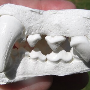 Wolverine Jaws Teeth Cast Costume Mask - Etsy