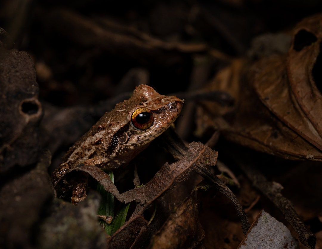 Wildlife Coqui (eleutherodactylus Coqui) Frog in El Yunque National ...