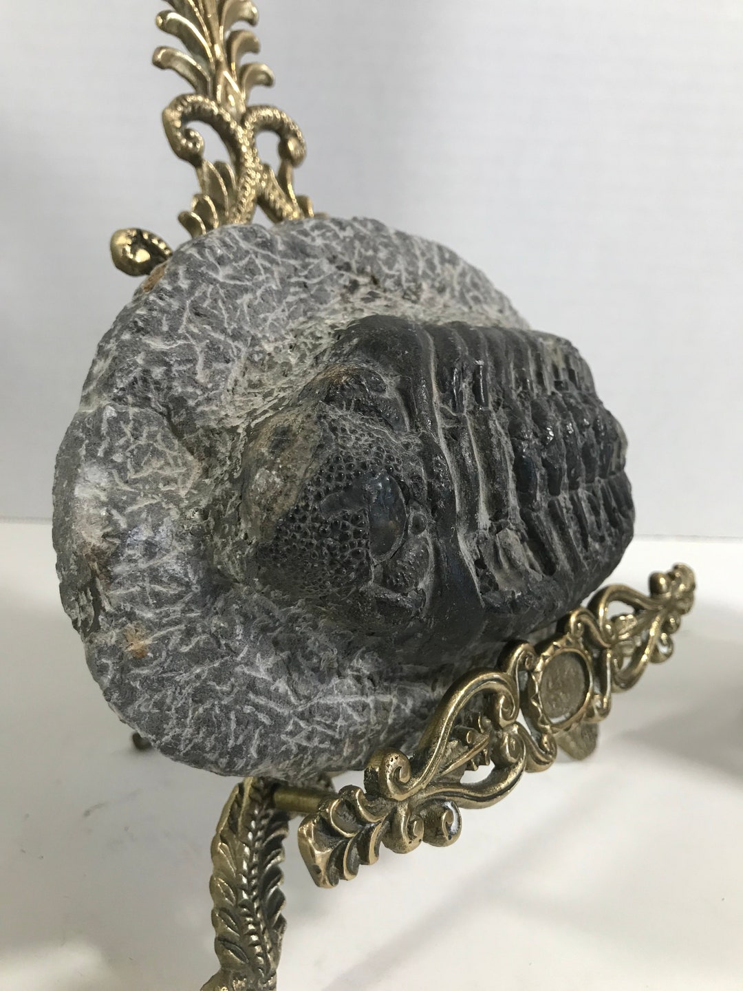 Vintage Trilobite Fossil Specimen Trilobite Extinct Species - Etsy