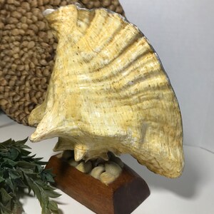 Vintage Large Tourist Conch Shell Statue, Vintage Belize Retro 70s ...