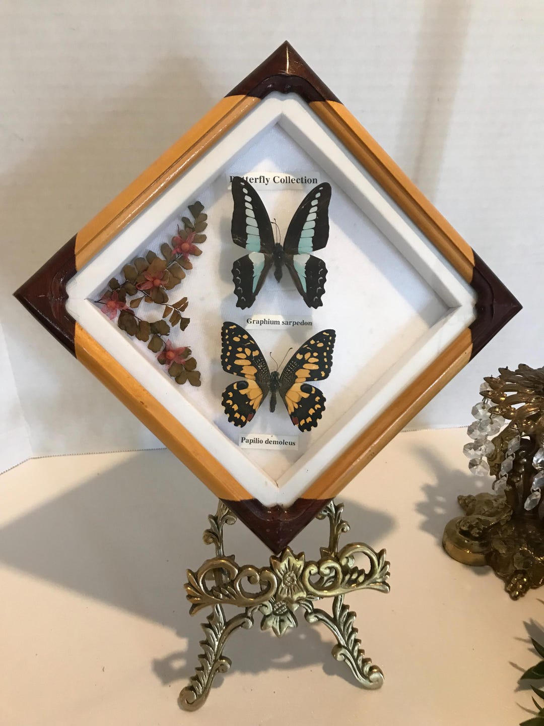 Vintage Real Butterfly Collection Framed Art, Vintage Butterfly ...