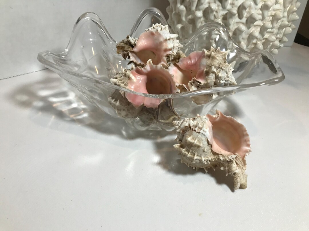 Vintage Acrylic Clam Shell Bowl, Clear Acrylic Seashell Decorative Dish ...