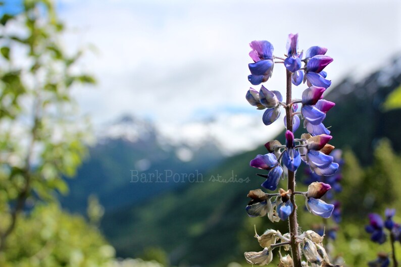 Alaska Purple Lupine Wildflowers; Kenai Mountains; Exit Glacier; Summer ...