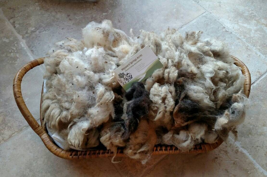 Black & White Jacob Sheep Raw Skirted Fiber Fleece Wool 10 | Etsy