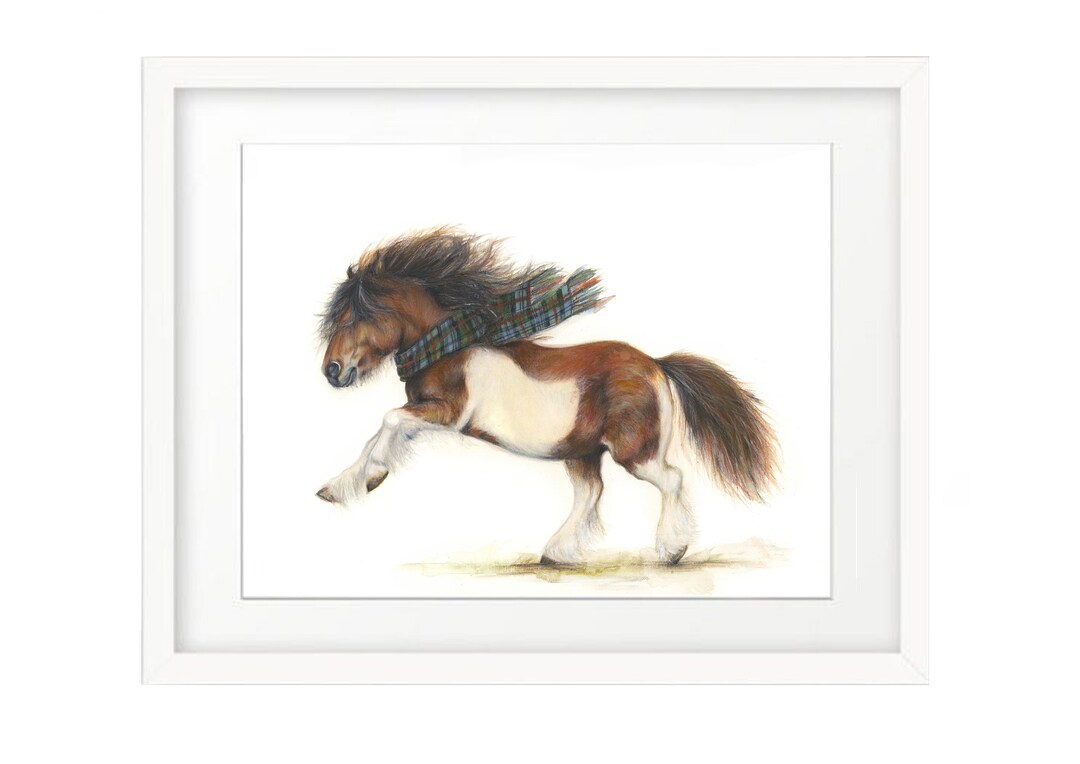 Shackleton (art Print) | Shetland Pony | Pony With Tartan | Mackinlay ...