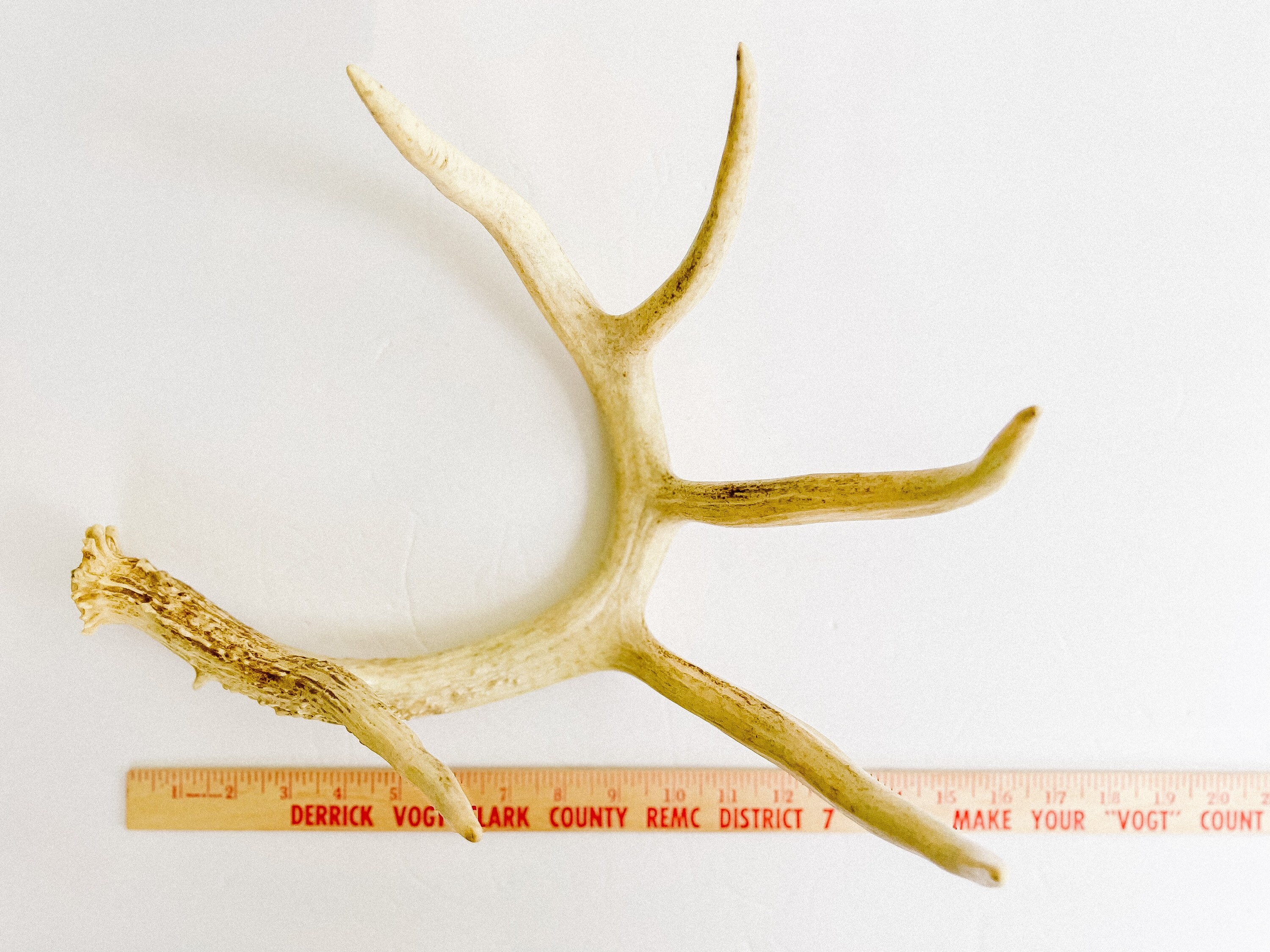 Authentic Deer Antler / 1 Piece Set / Wedding Tabletop Decoration ...