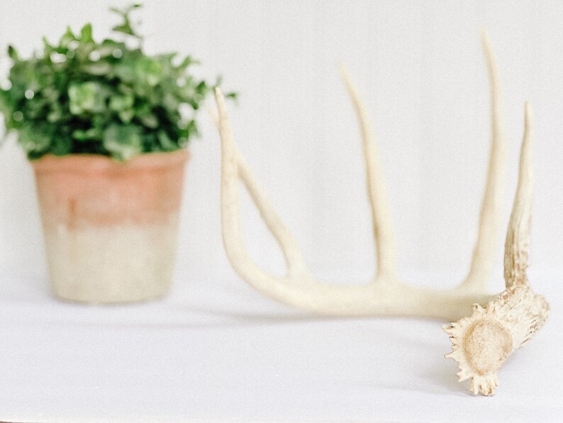 Authentic Deer Antler / 1 Piece Set / Wedding Tabletop Decoration ...