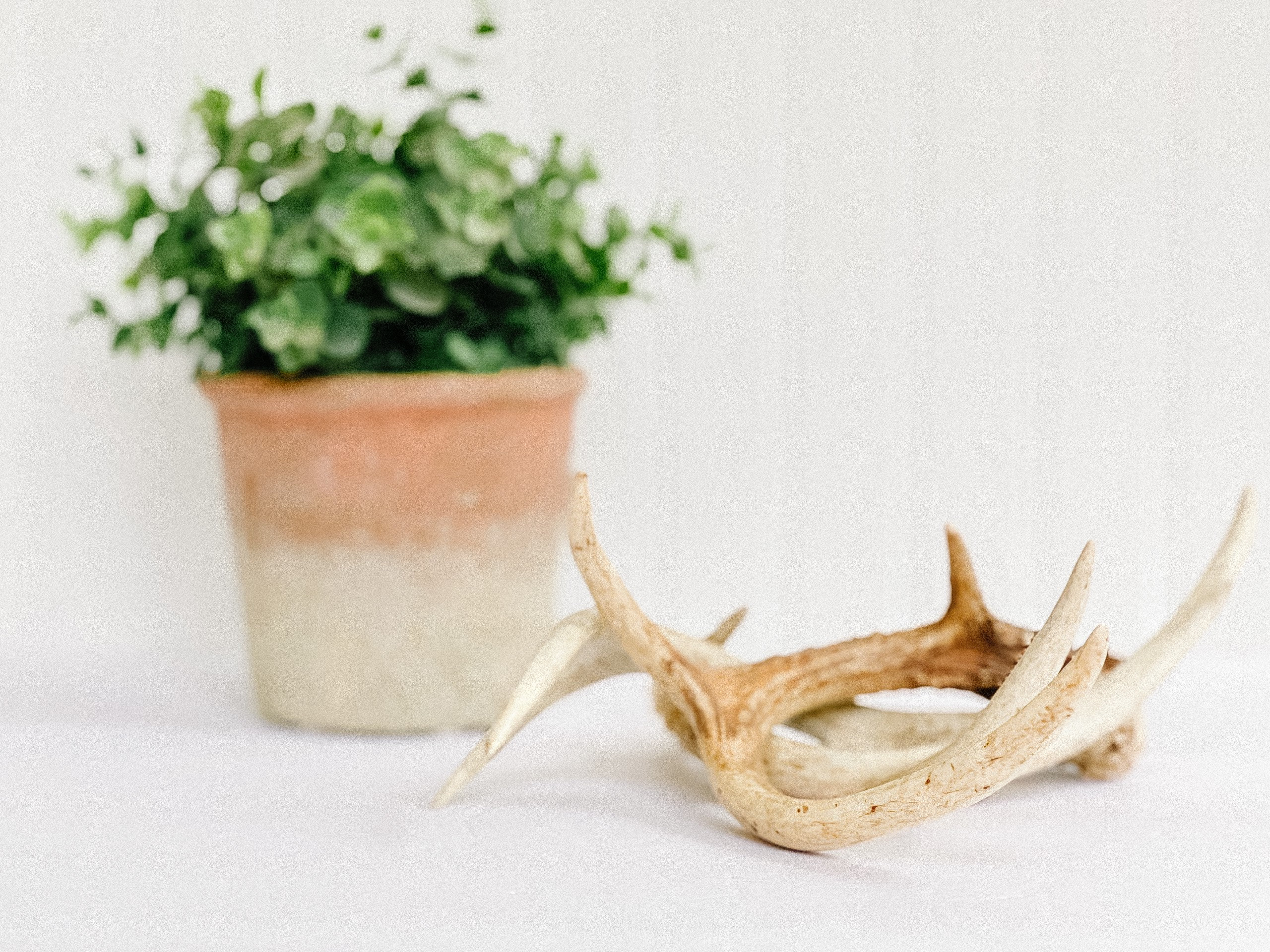 Authentic Deer Antlers / 3 Piece Set / Wedding Tabletop Decoration ...
