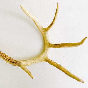 Authentic Deer Antler / 1 Piece Set / Wedding Tabletop Decoration ...