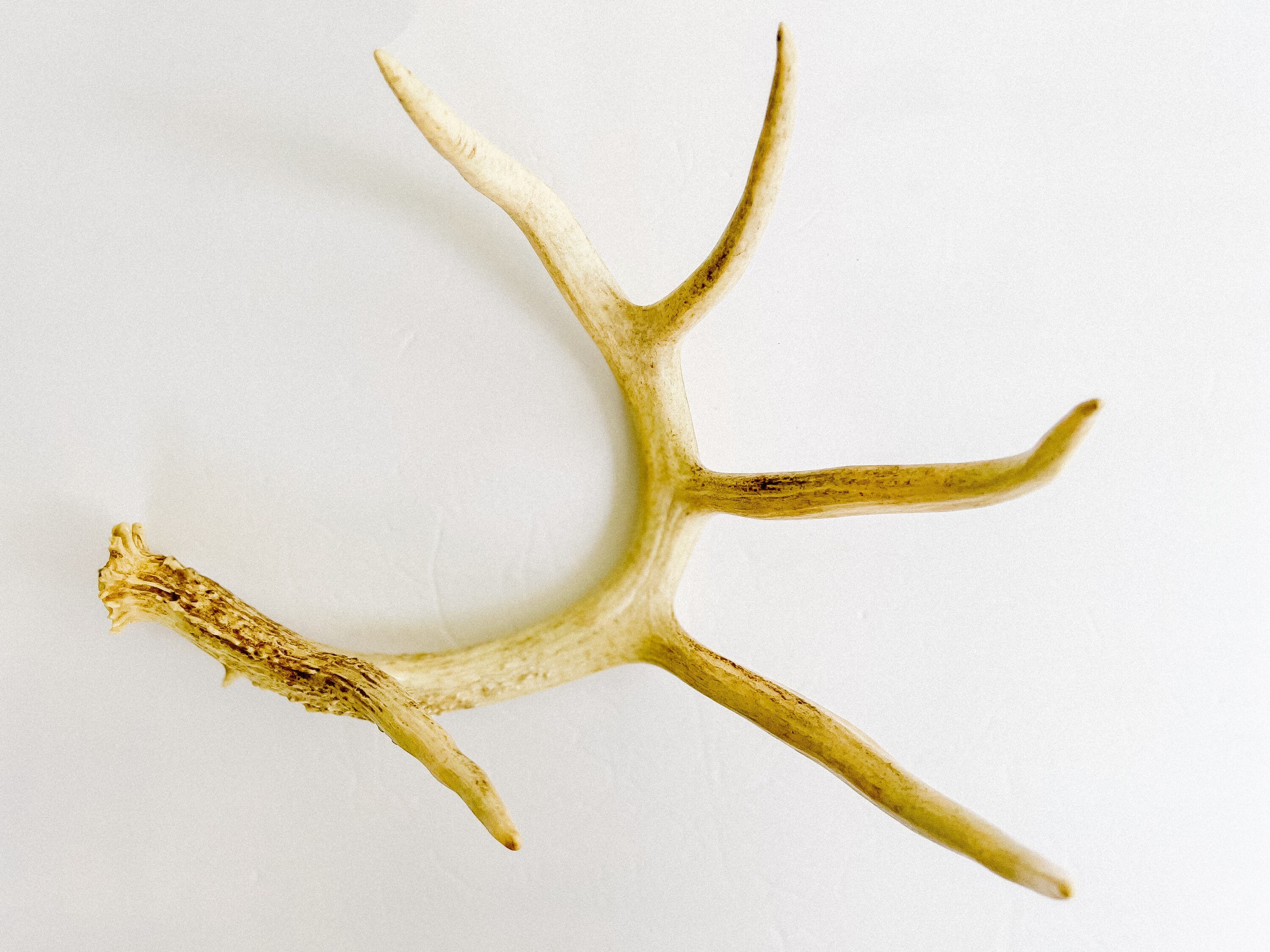 Authentic Deer Antler / 1 Piece Set / Wedding Tabletop Decoration ...