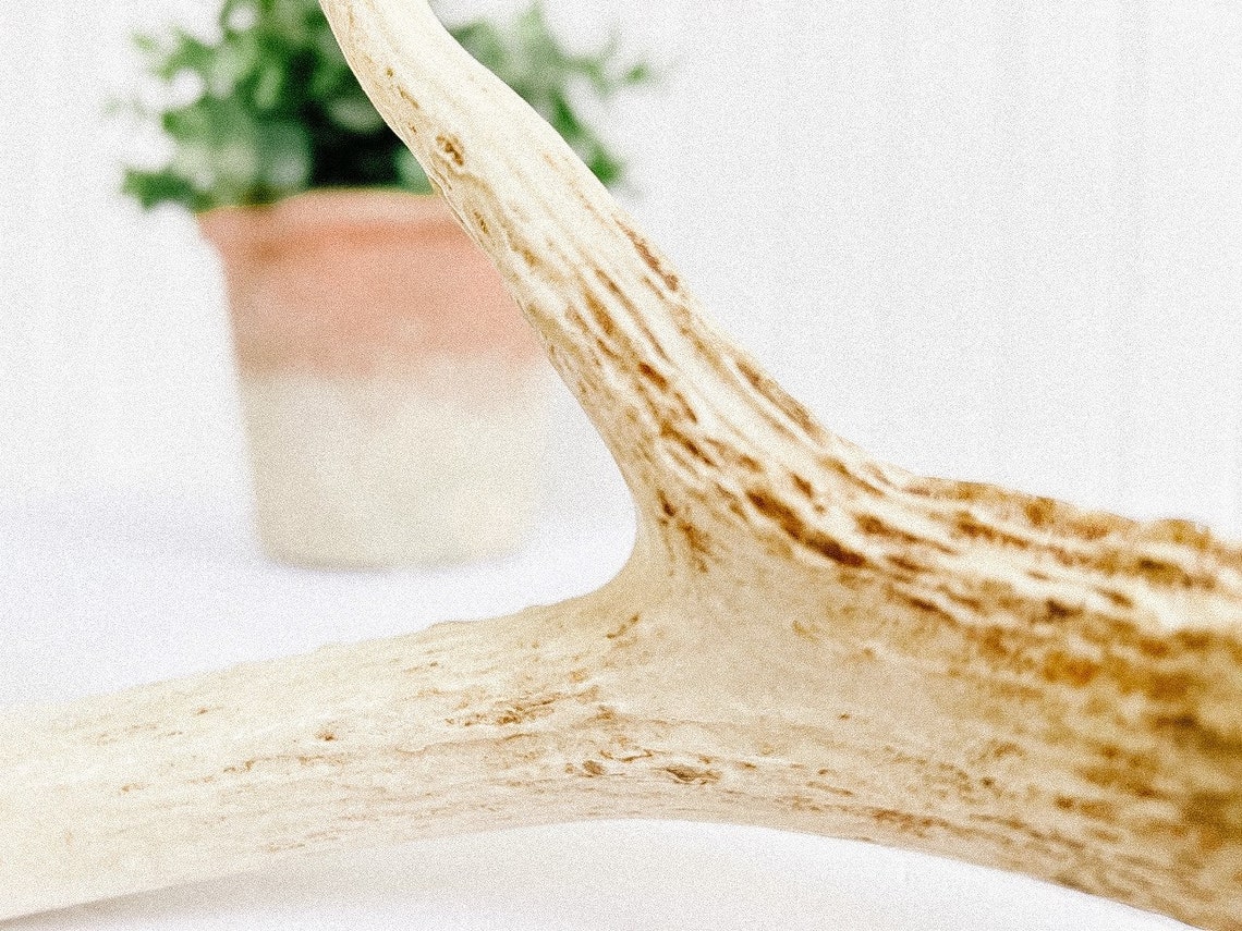 Authentic Deer Antler / 1 Piece Set / Wedding Tabletop Decoration ...
