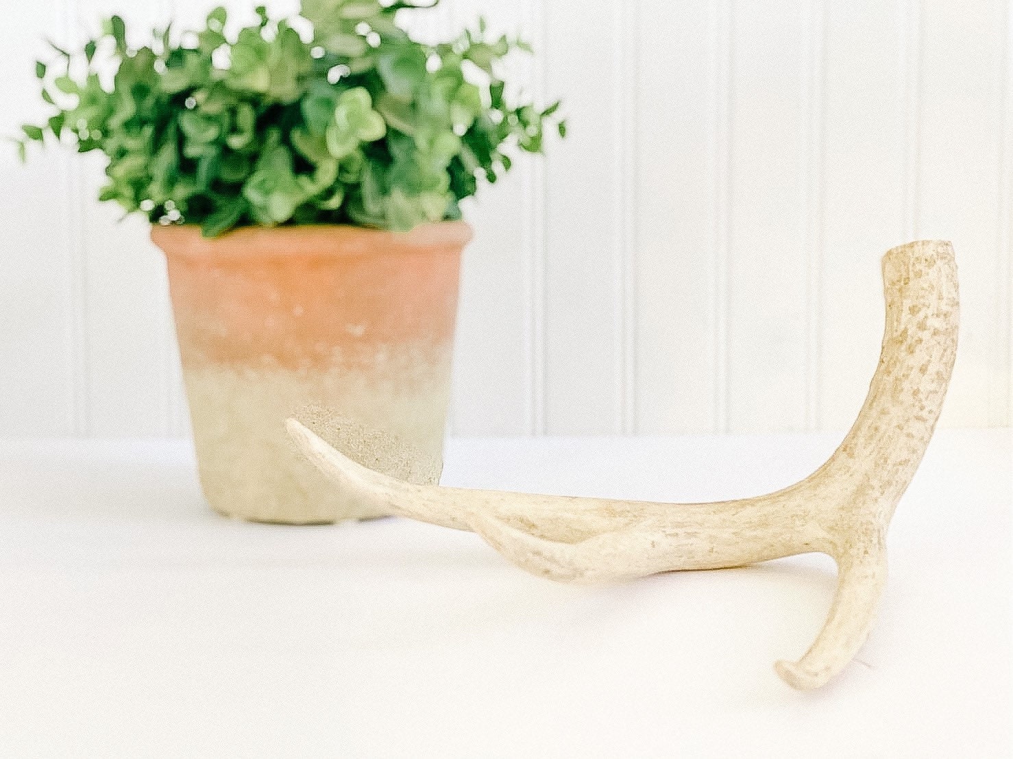 Authentic Deer Antler Piece / 1 Piece Set / Wedding Tabletop Decoration ...