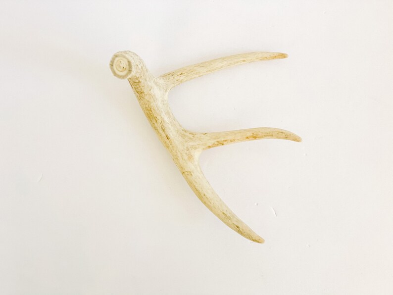 Authentic Deer Antler Piece / 1 Piece Set / Wedding Tabletop Decoration ...