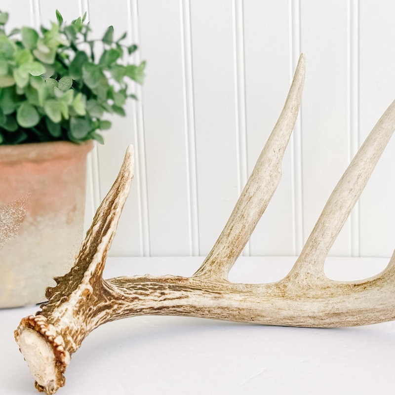 Deer Antler Centerpiece - Etsy