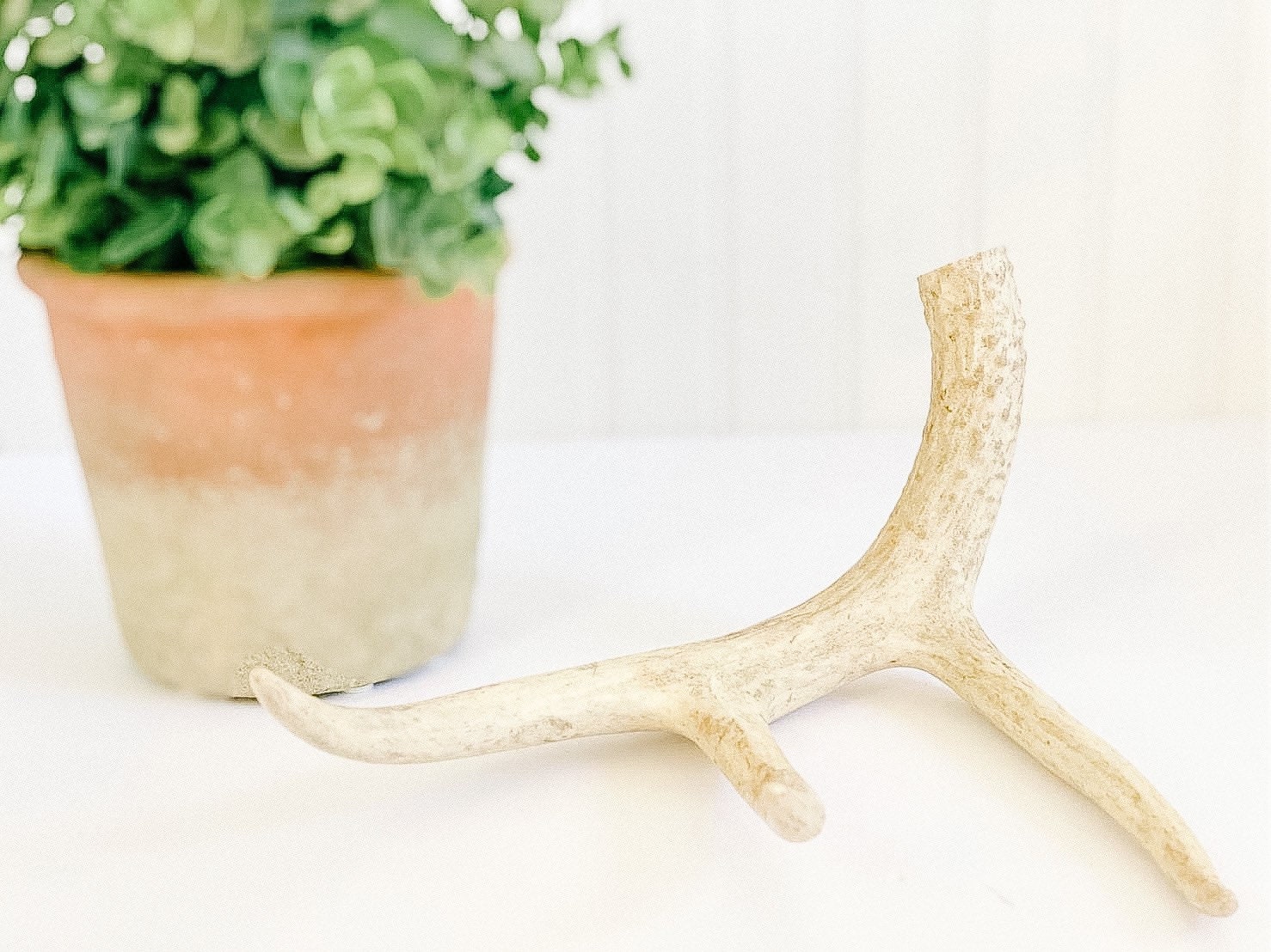 Authentic Deer Antler Piece / 1 Piece Set / Wedding Tabletop Decoration ...
