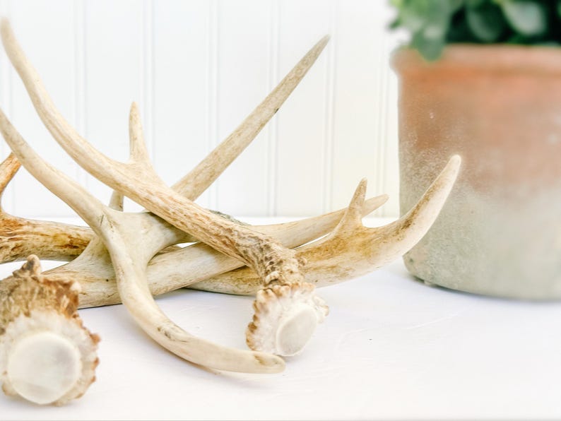 Authentic Deer Antlers / 4 Piece Set / Wedding Tabletop Decoration ...