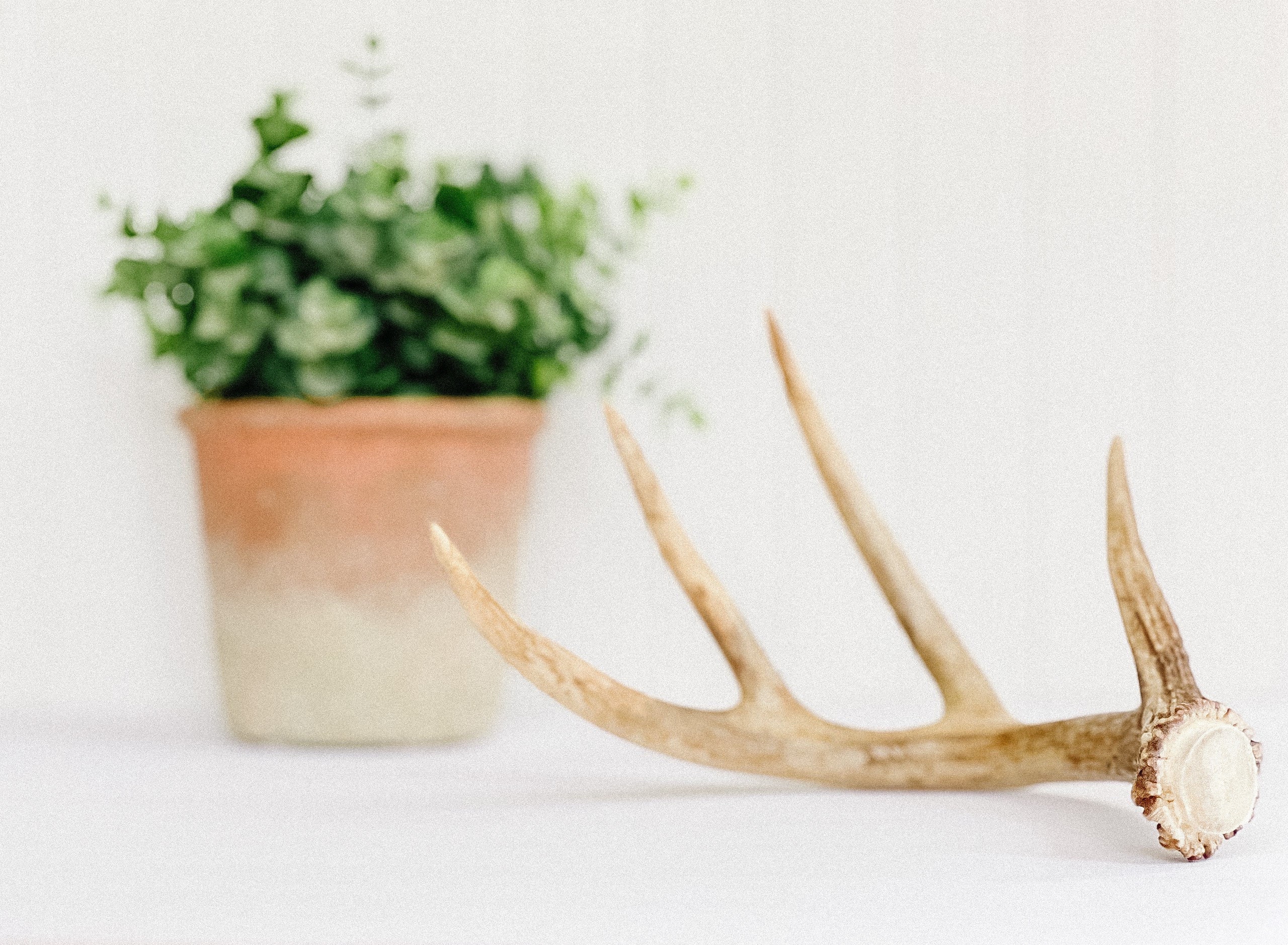 Authentic Deer Antlers / 3 Piece Set / Wedding Tabletop Decoration ...