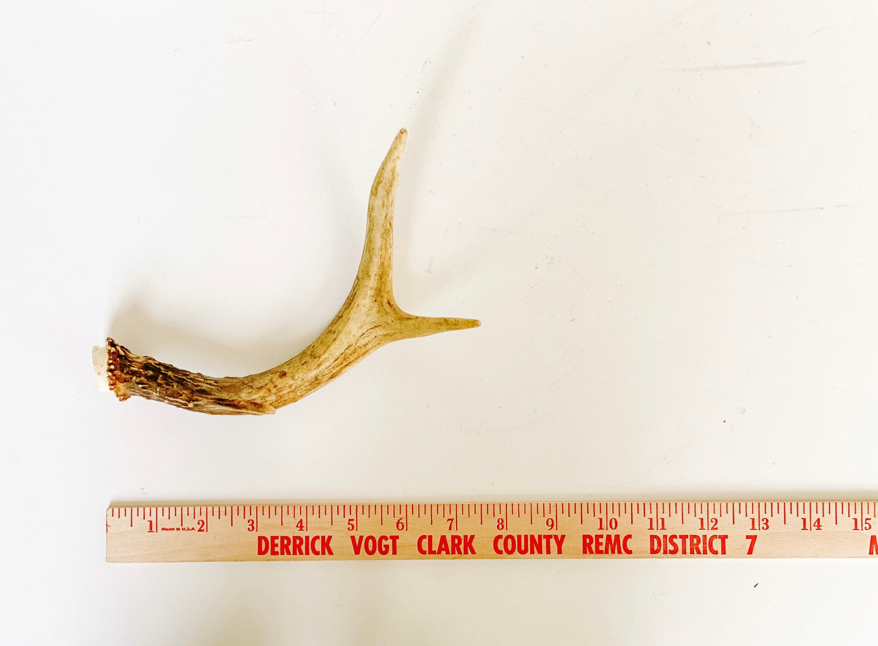 Authentic Deer Antlers / 4 Piece Set / Wedding Tabletop Decoration ...