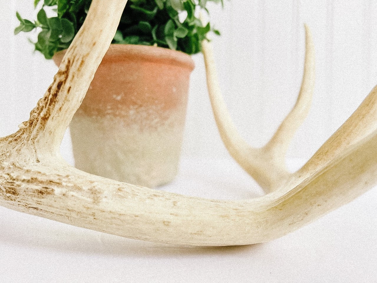 Authentic Deer Antler / 1 Piece Set / Wedding Tabletop Decoration ...