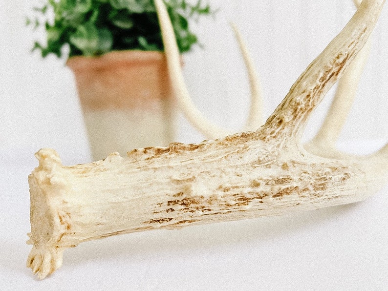 Authentic Deer Antler / 1 Piece Set / Wedding Tabletop Decoration ...