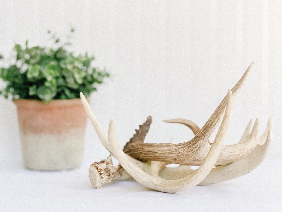 Authentic Deer Antlers / 3 Piece Set / Wedding Tabletop Decoration ...