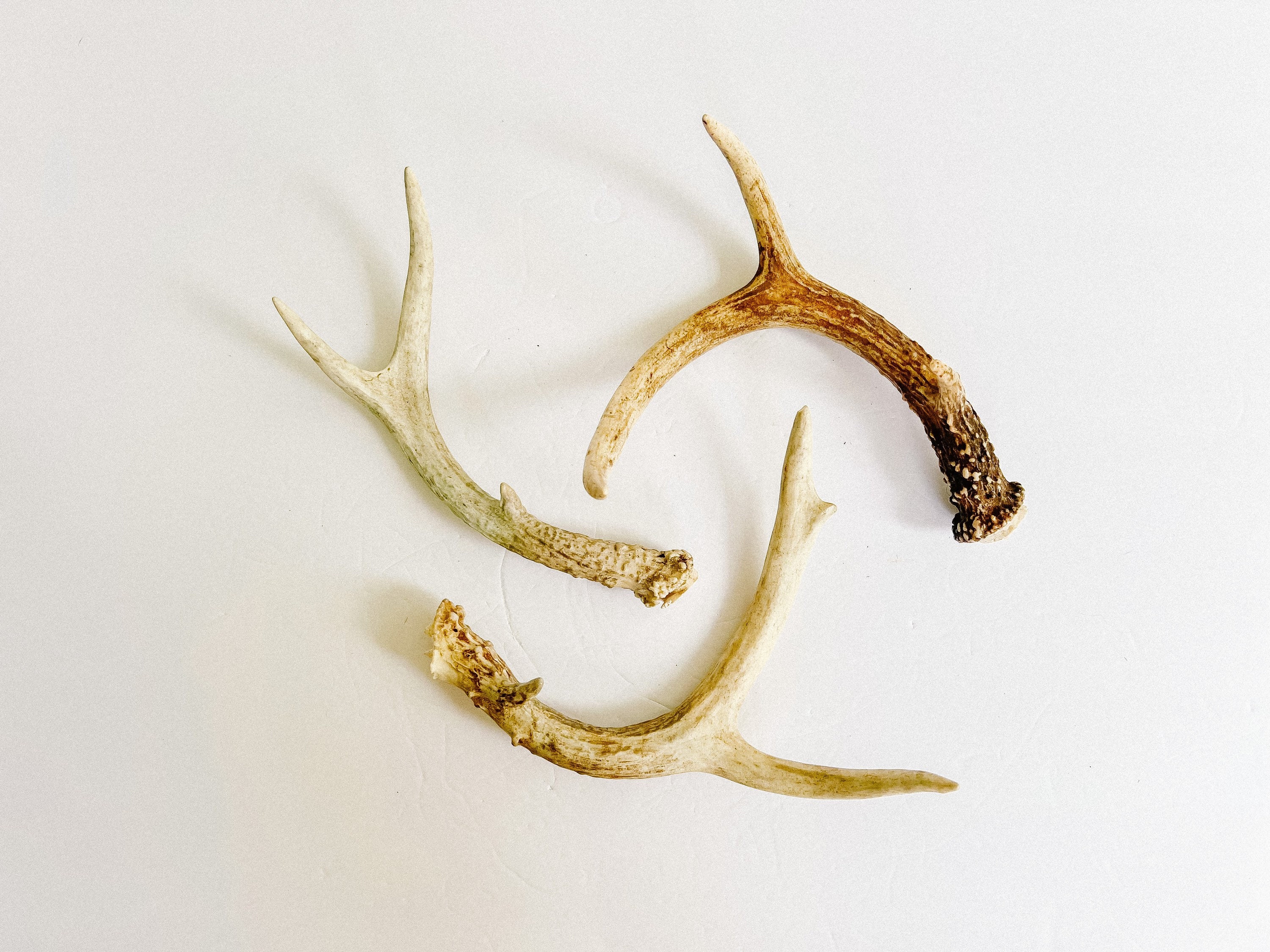 Authentic Deer Antlers / 3 Piece Set / Wedding Tabletop Decoration ...