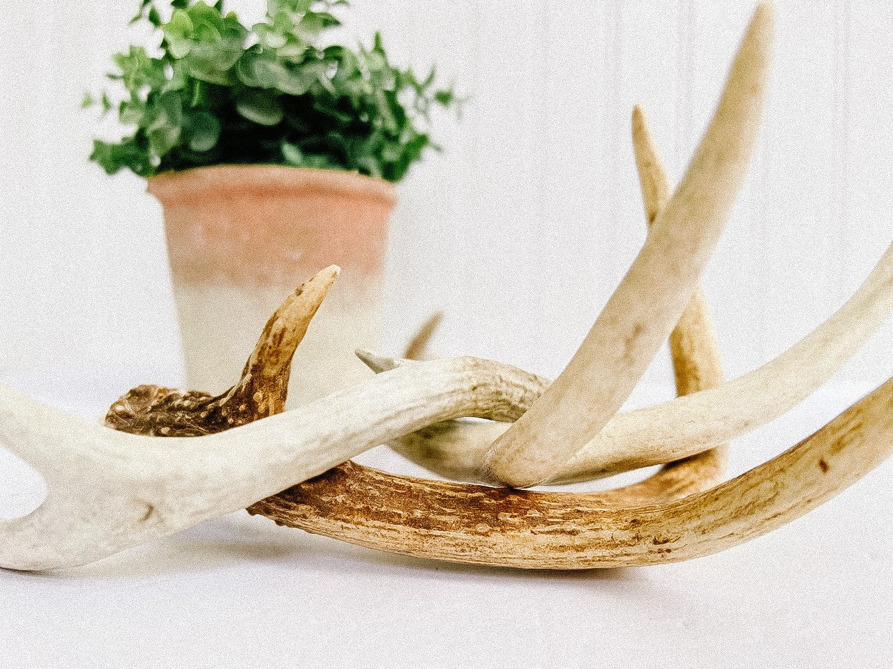 Authentic Deer Antlers / 3 Piece Set / Wedding Tabletop Decoration ...