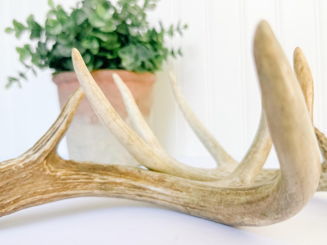 Authentic Deer Antlers / Pair of Antler / 2 Piece Set / Wedding ...