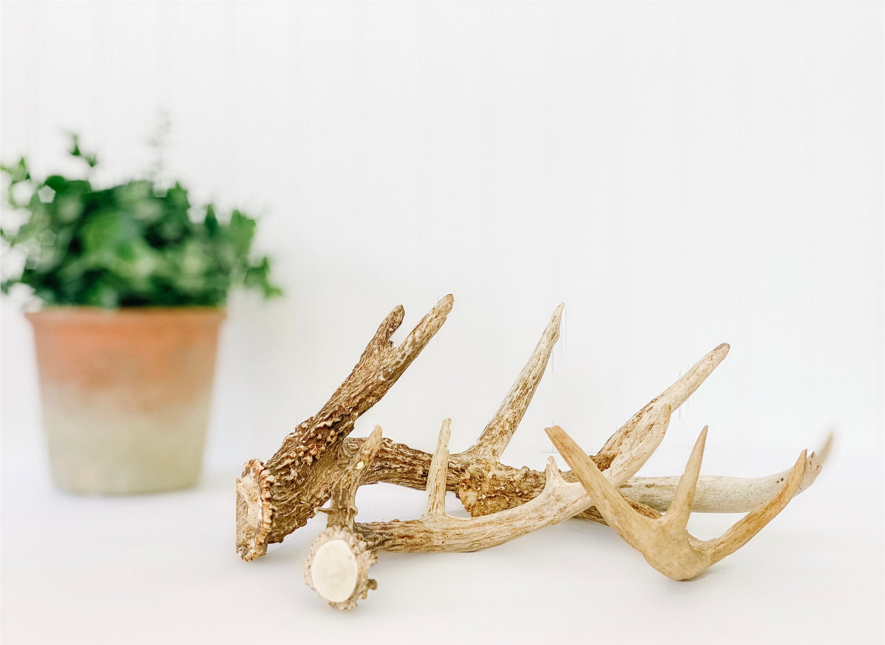 Authentic Deer Antlers / 3 Piece Set / Wedding Tabletop Decoration ...