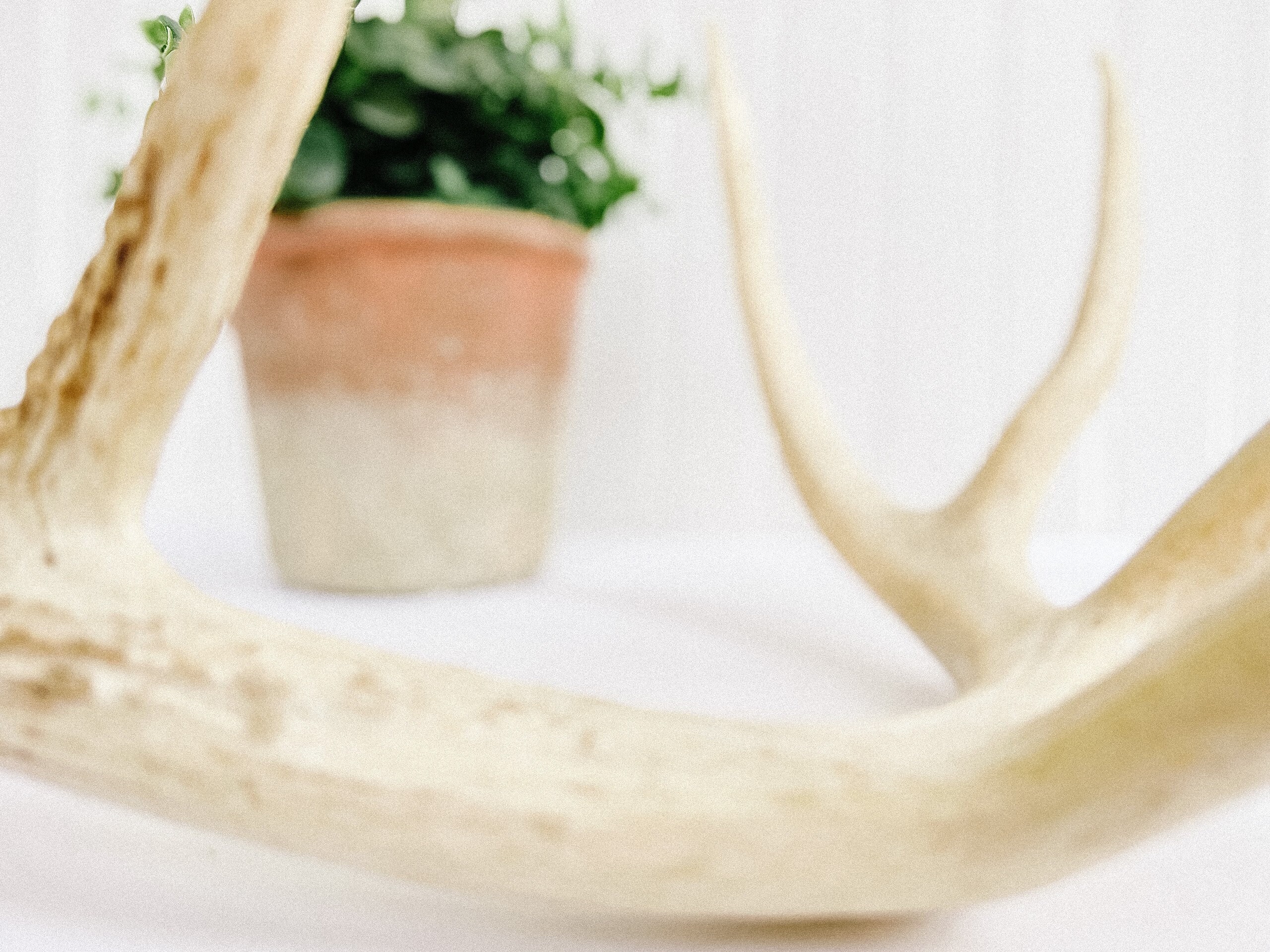 Authentic Deer Antler / 1 Piece Set / Wedding Tabletop Decoration ...