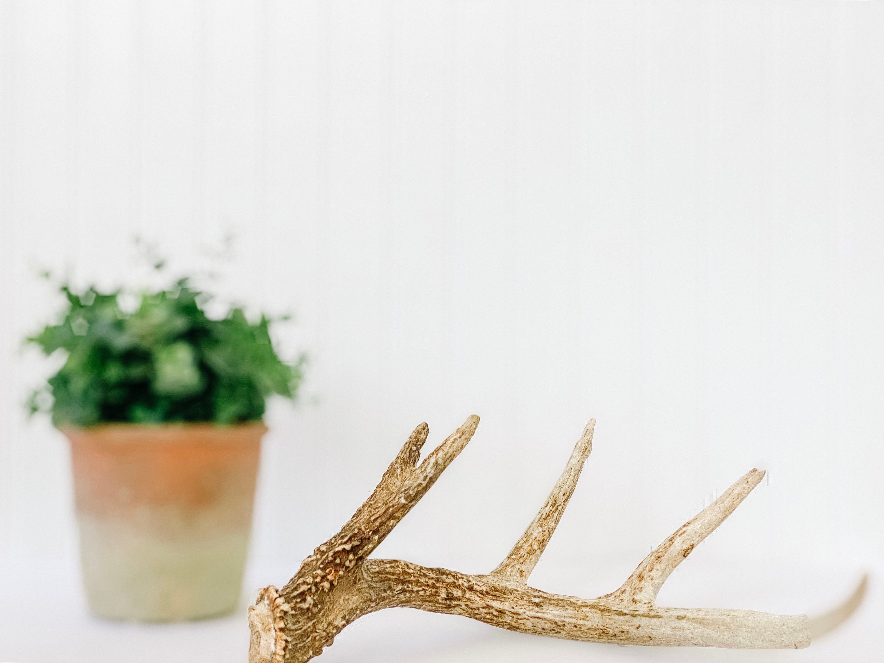 Authentic Deer Antlers / 3 Piece Set / Wedding Tabletop Decoration ...