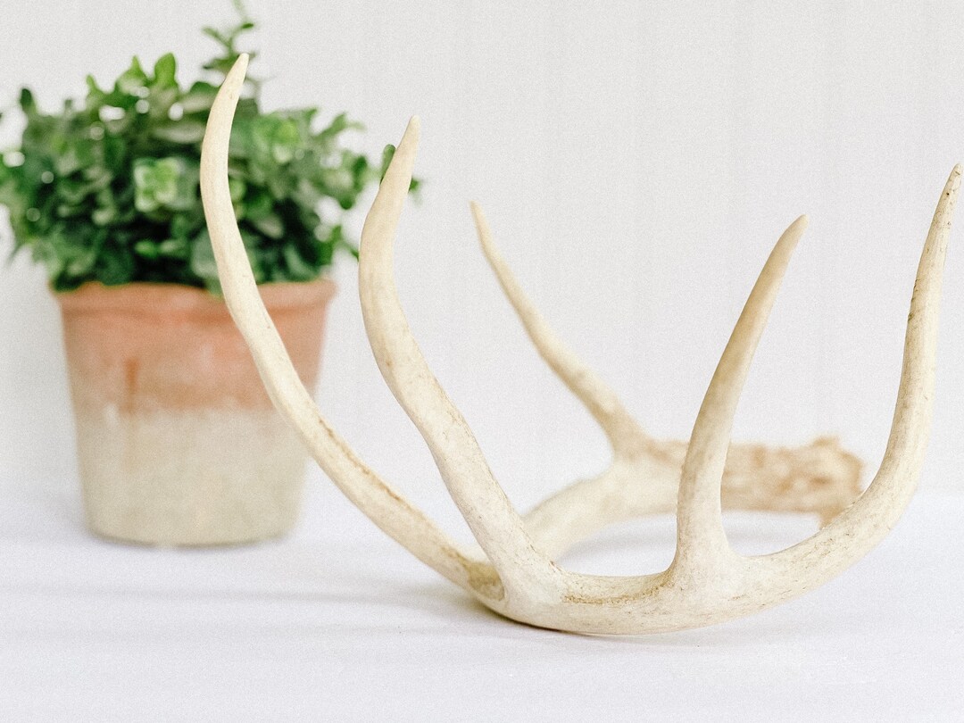 Authentic Deer Antler / 1 Piece Set / Wedding Tabletop Decoration ...