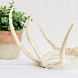 Authentic Deer Antler / 1 Piece Set / Wedding Tabletop Decoration ...