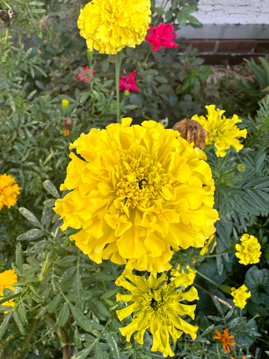 Marigold Seeds - Climax Marigold, Mixed Colors - Etsy