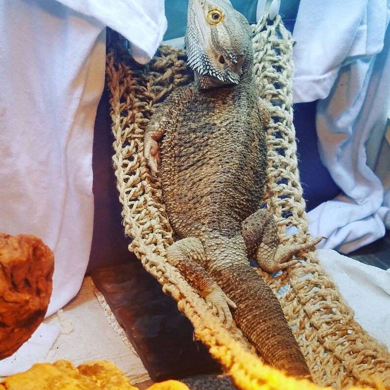 WIDE SWING STYLE/ Reptile Hammock/bearded Dragon Hammock/pet - Etsy