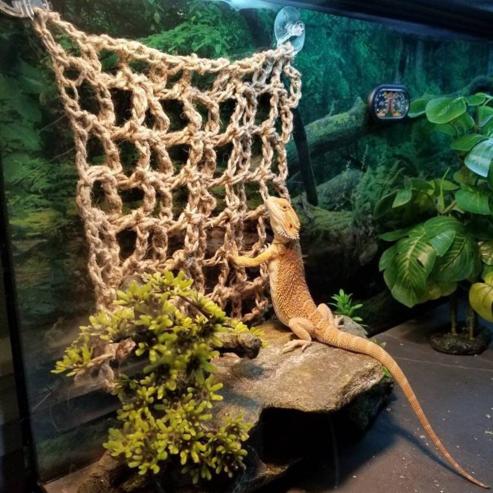 CLIMBING WALL for Reptiles - Etsy