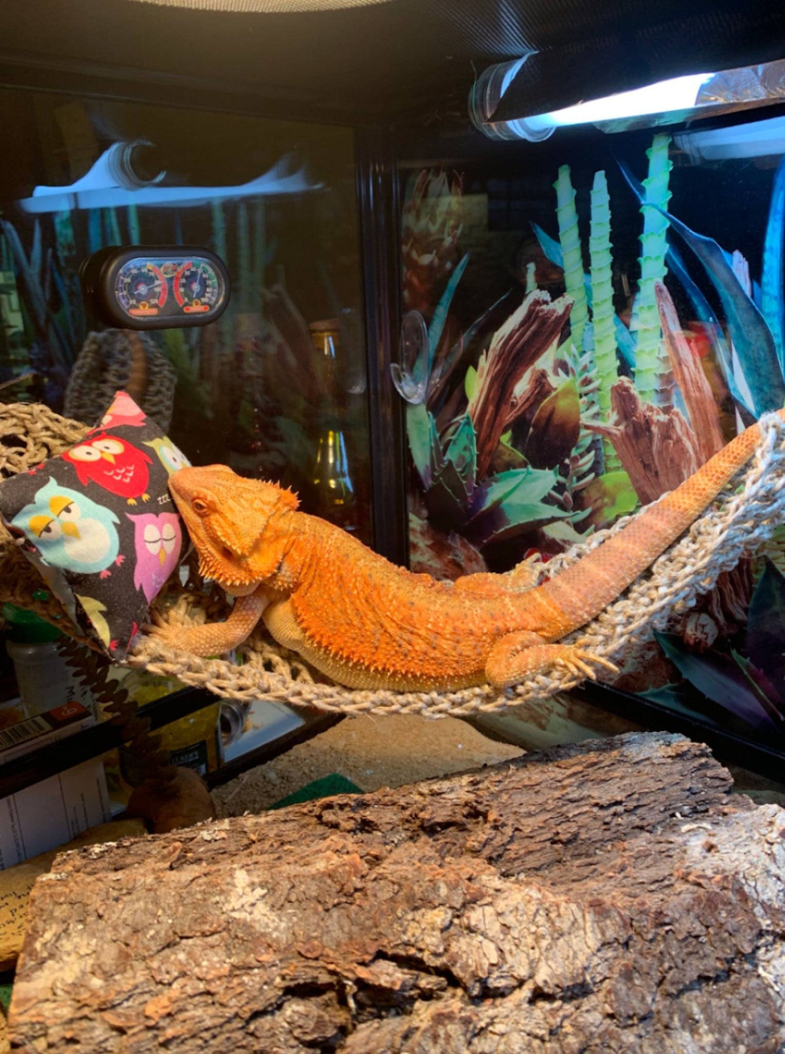 SWING STYLE Reptile Hammock | Etsy