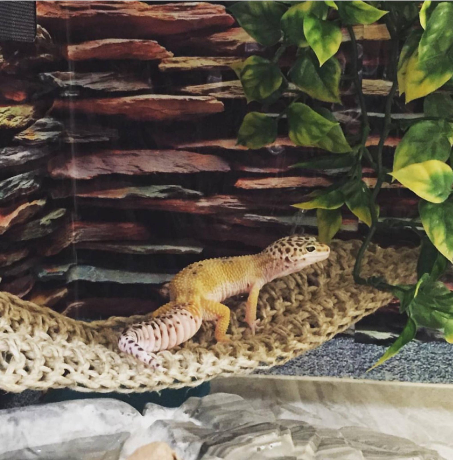 SWING STYLE Reptile Hammock | Etsy