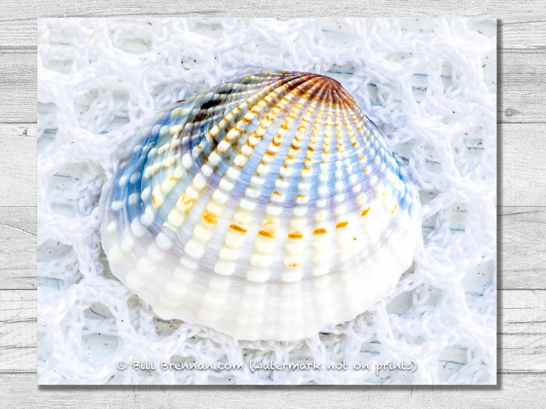 Seashell Net Canvas Wrap Photograph Wall Art Print Decor Coast Coastal ...