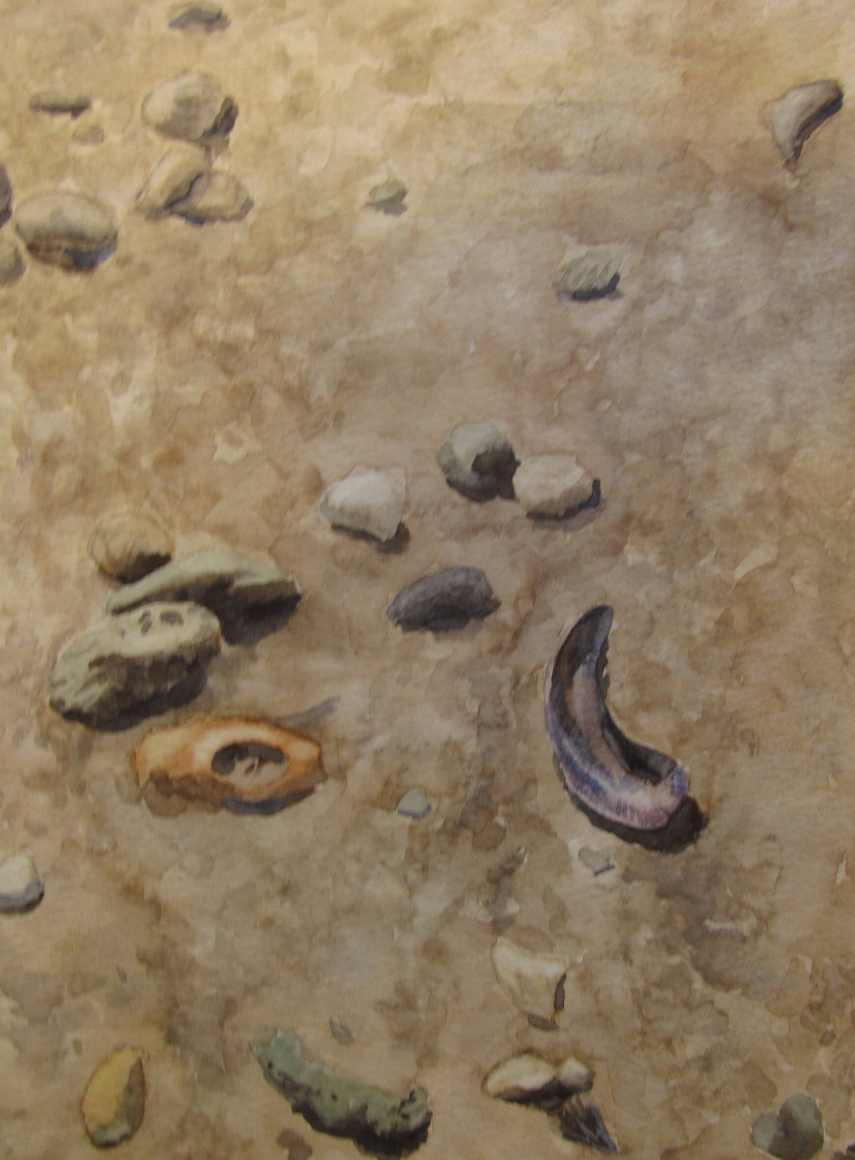 Potomac Shells and Sand 9x12 Watercolor Print - Etsy