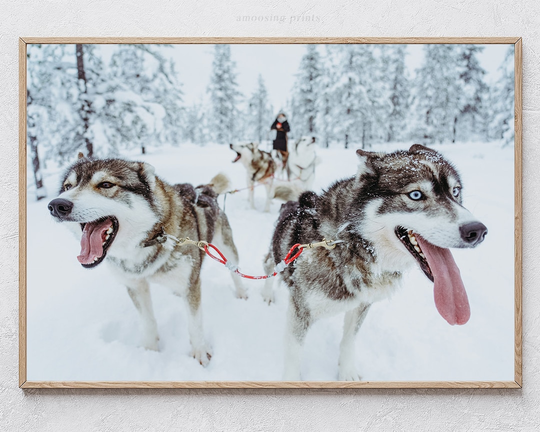 Printable Sled Dogs Huskies Husky Winter Wall Decor Instant Download ...