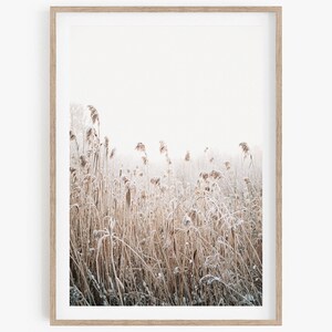 Reeds Art Print, Pampas Grass Wall Decor, Neutral Dried Grass Photo ...