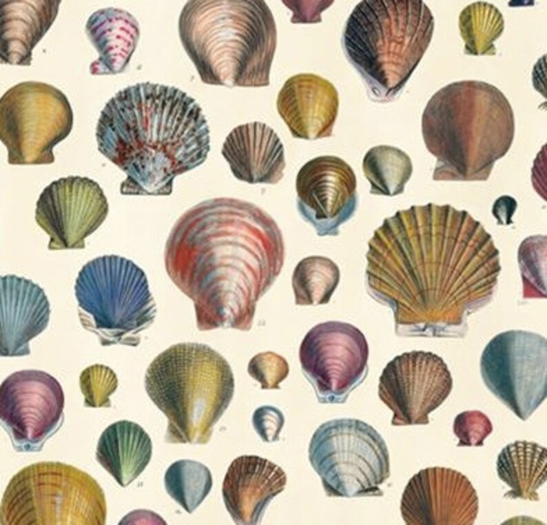 Captain Thomas BROWNS SHELLS SEPIA John Derian Pillow - Etsy