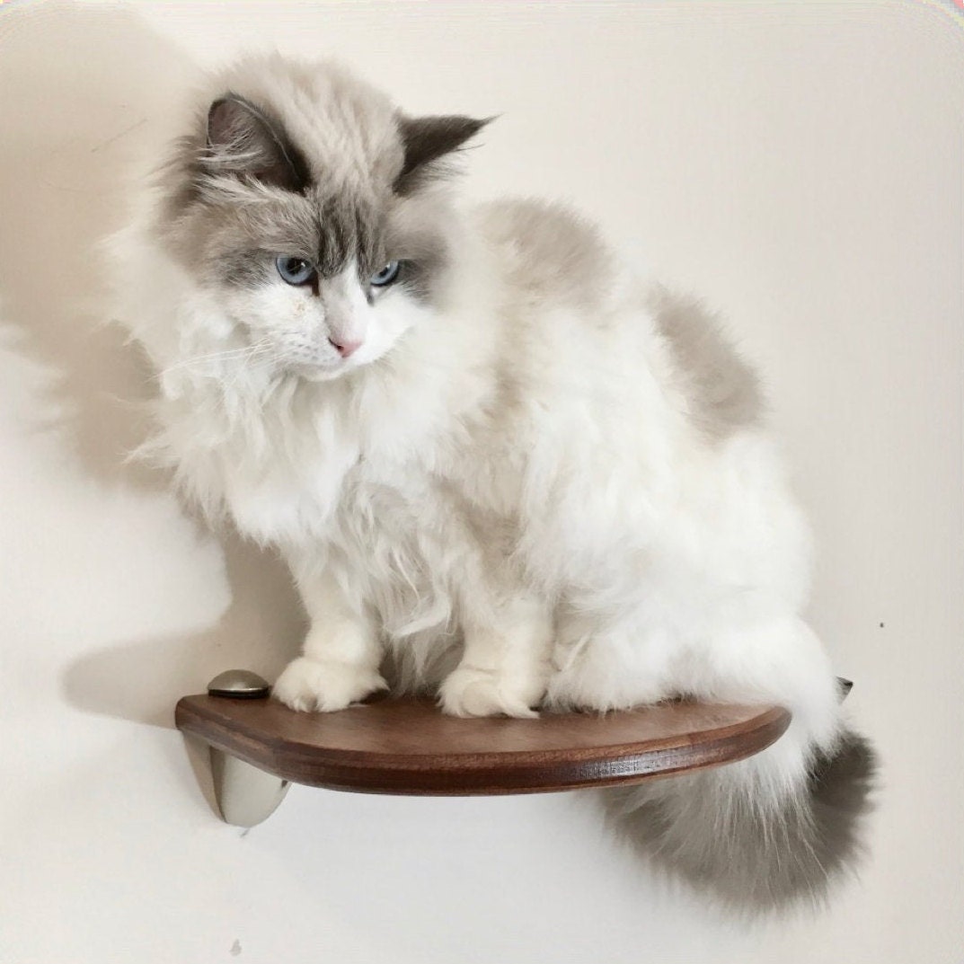Floating Cat Wall Shelf 12x9 Semi Round Modern | Etsy